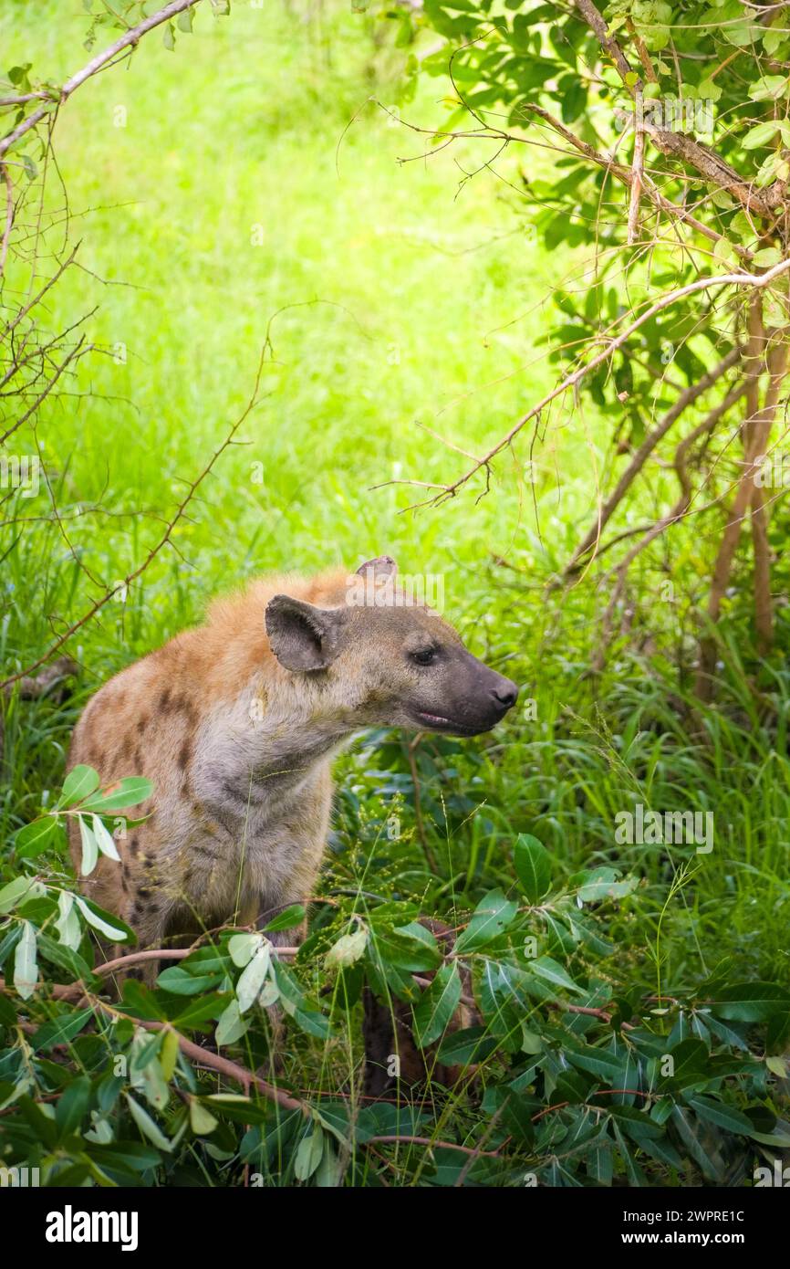 A spotted hyena, known for its scavenging behavior, actively searches ...