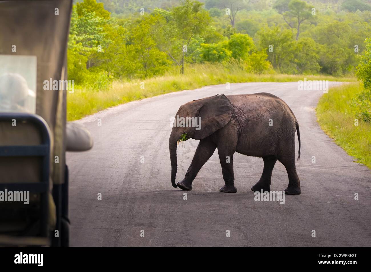 An elephant is seen crossing a road in front of a 4wd car, showcasing ...