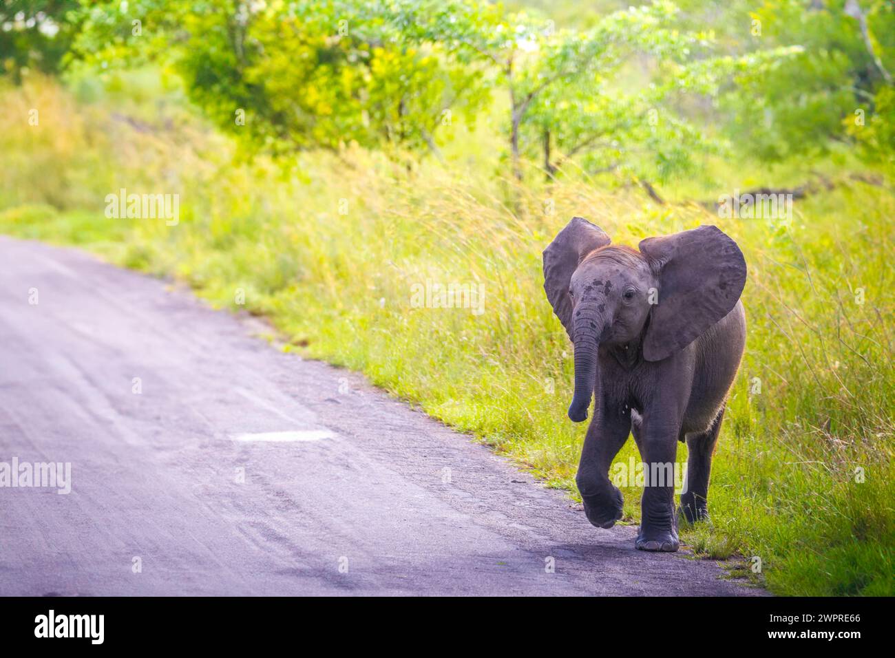 Elephant calf with big ears and trunk looking at camera while walking ...