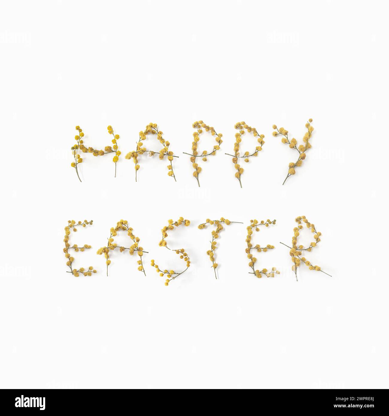 Easter Greetings happy easter layout. Yellow mimosa flowers and ...