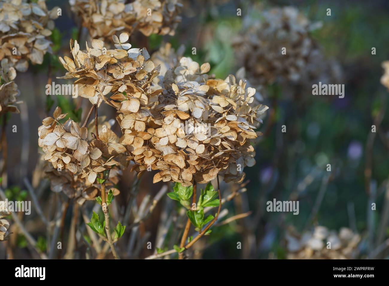 Closeup Hydrangea shrub with withered flowers before pruning back ...