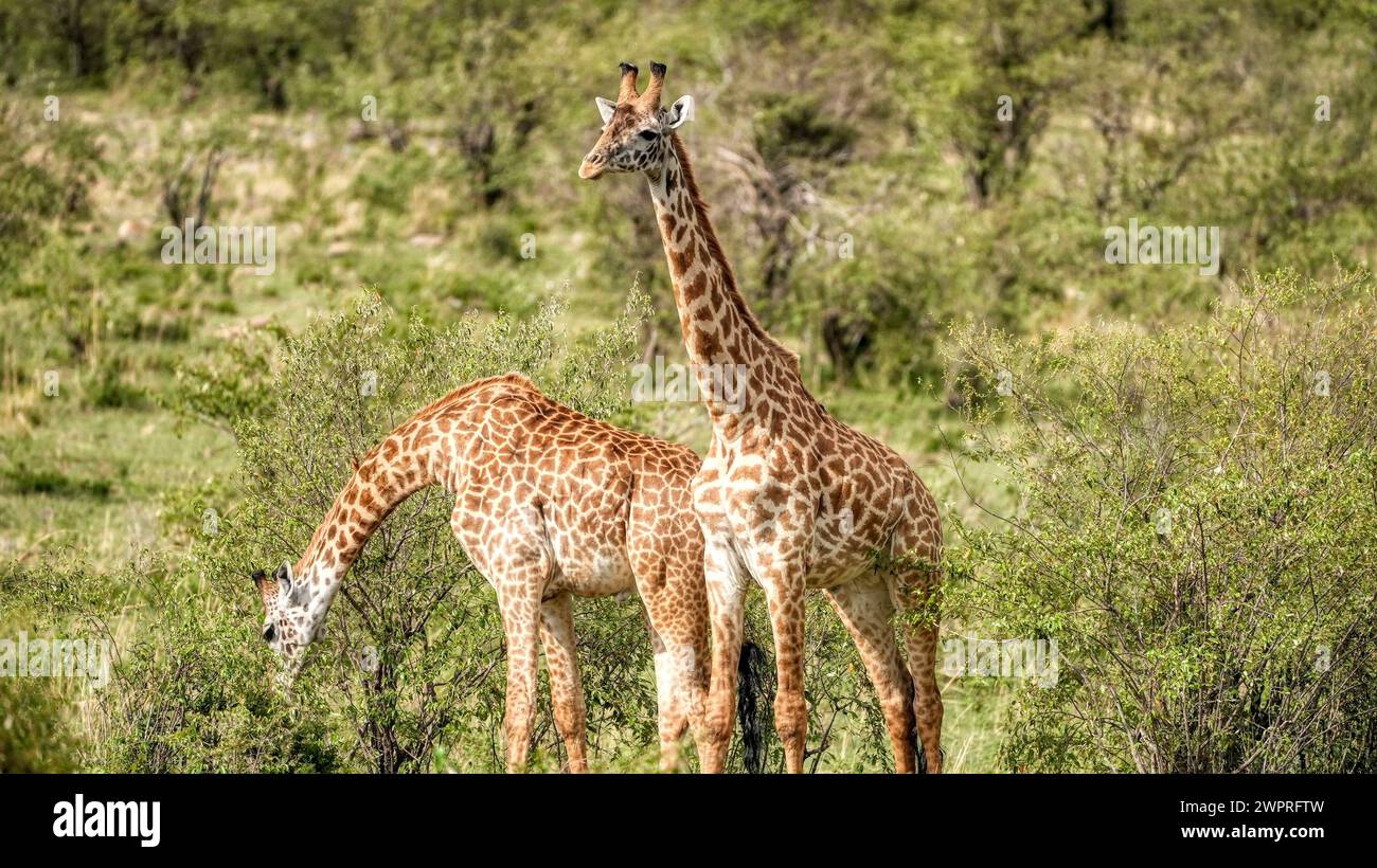 Graceful giraffes hi-res stock photography and images - Alamy