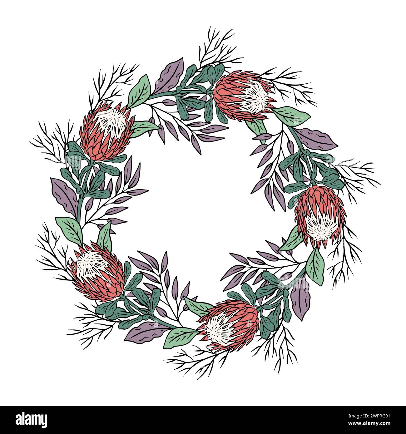 Hand drawn colorful line art tropical protea flower round frame Stock ...