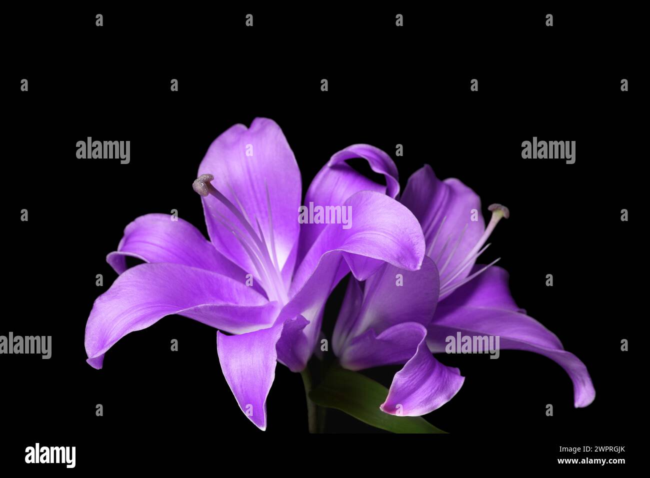 Violet lily flowers on black background, closeup. Funeral attributes ...