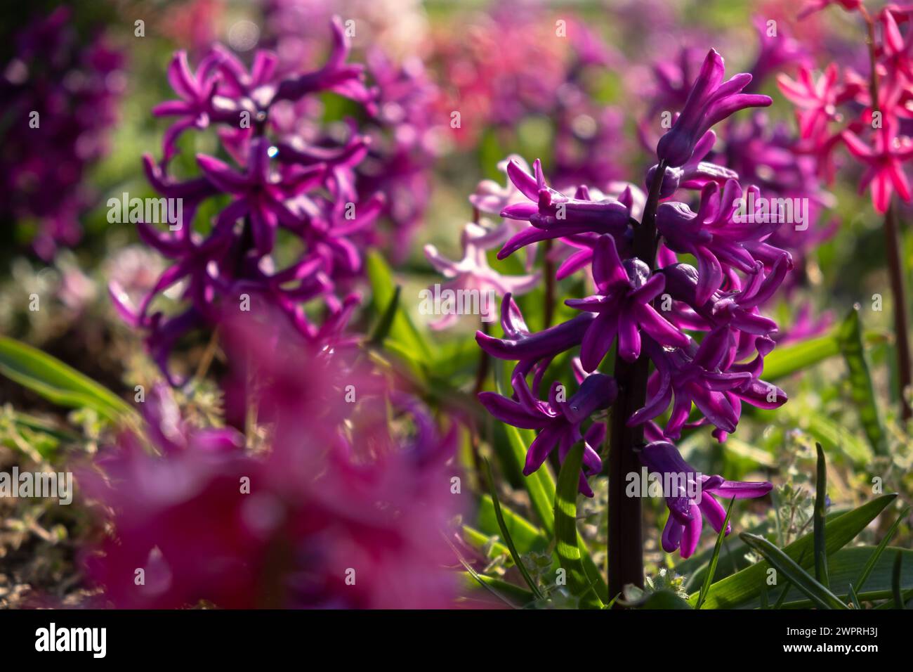 The hyacinth in the garden blooms in spring. Beautiful flowers in close ...