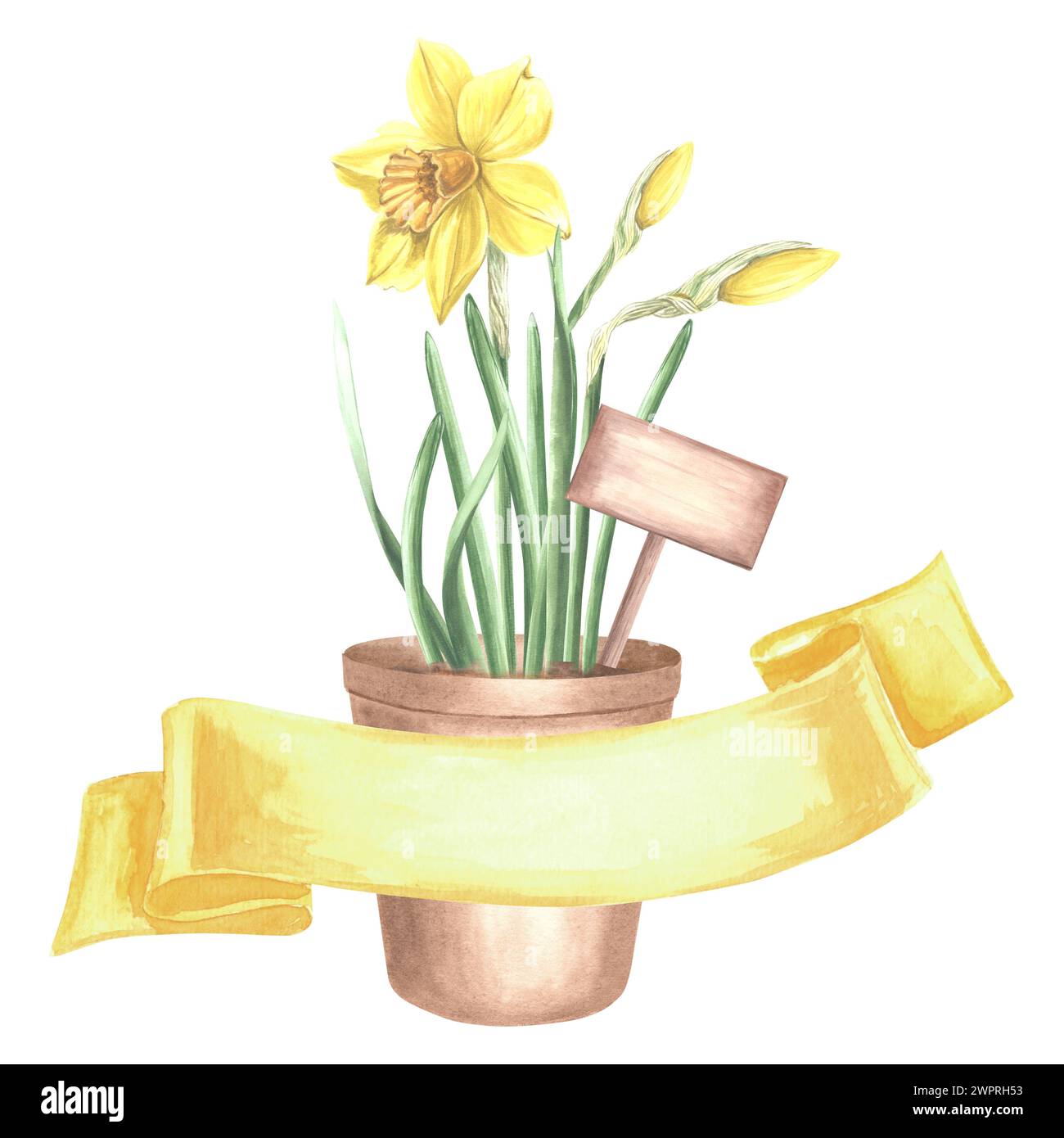 Yellow daffodils in clay flower pot tied with ribbons banner. Isolated ...
