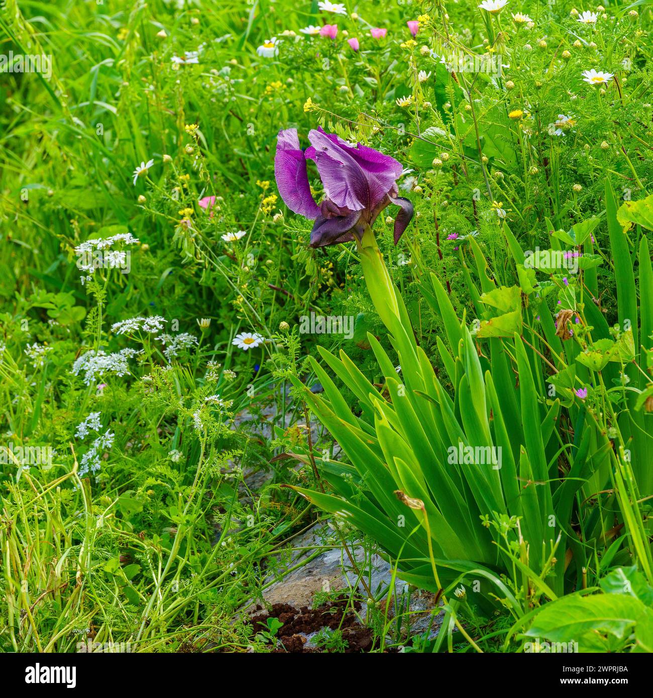 View of Iris hayneia and other colorful winter wildflowers, in the ...