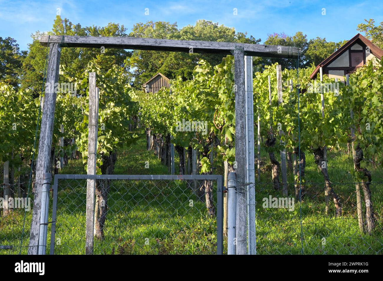 Vineyard near Stuttgart in October - view of vines and vineyard huts ...