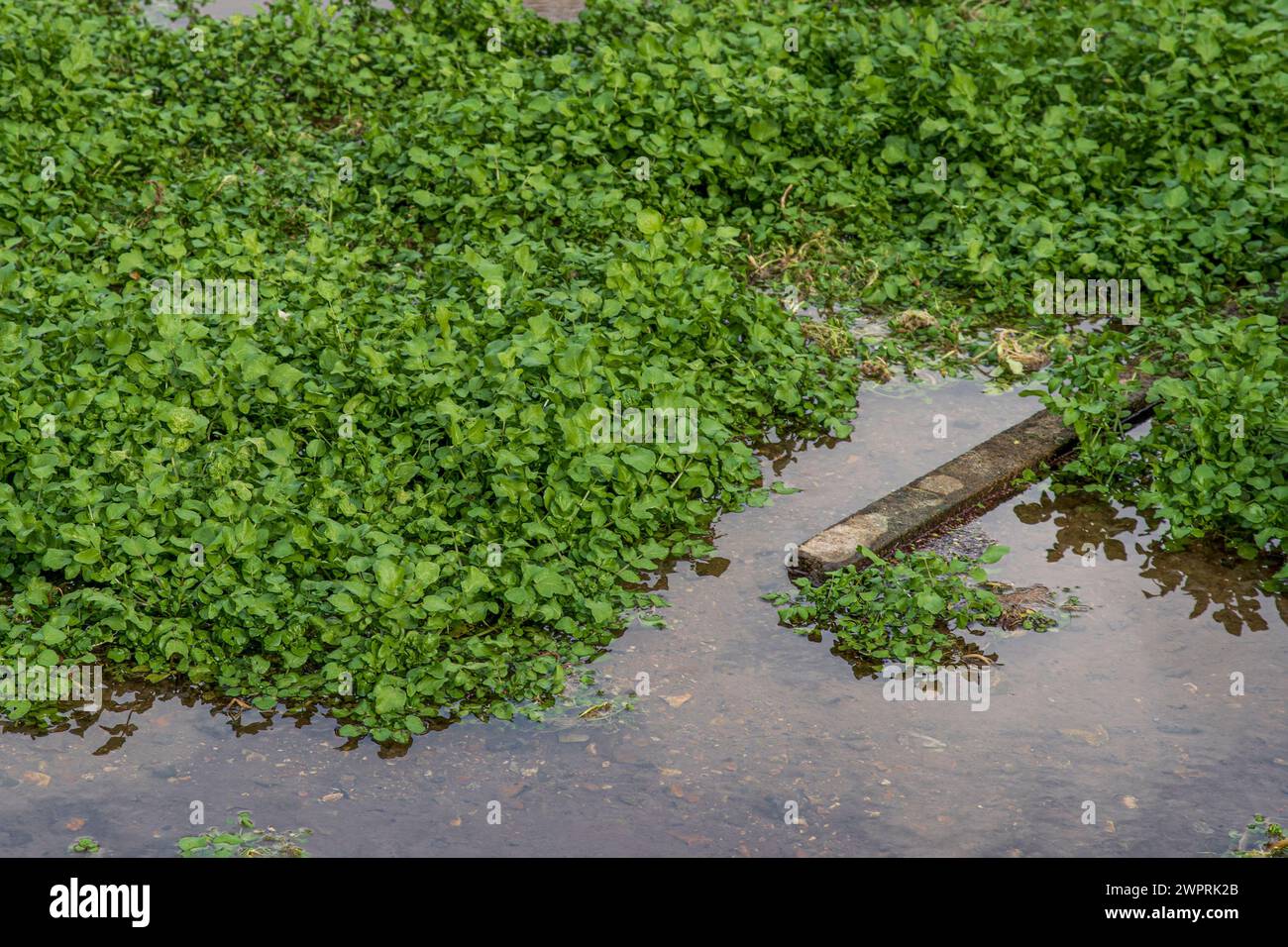 Watercress cultivation hi-res stock photography and images - Alamy