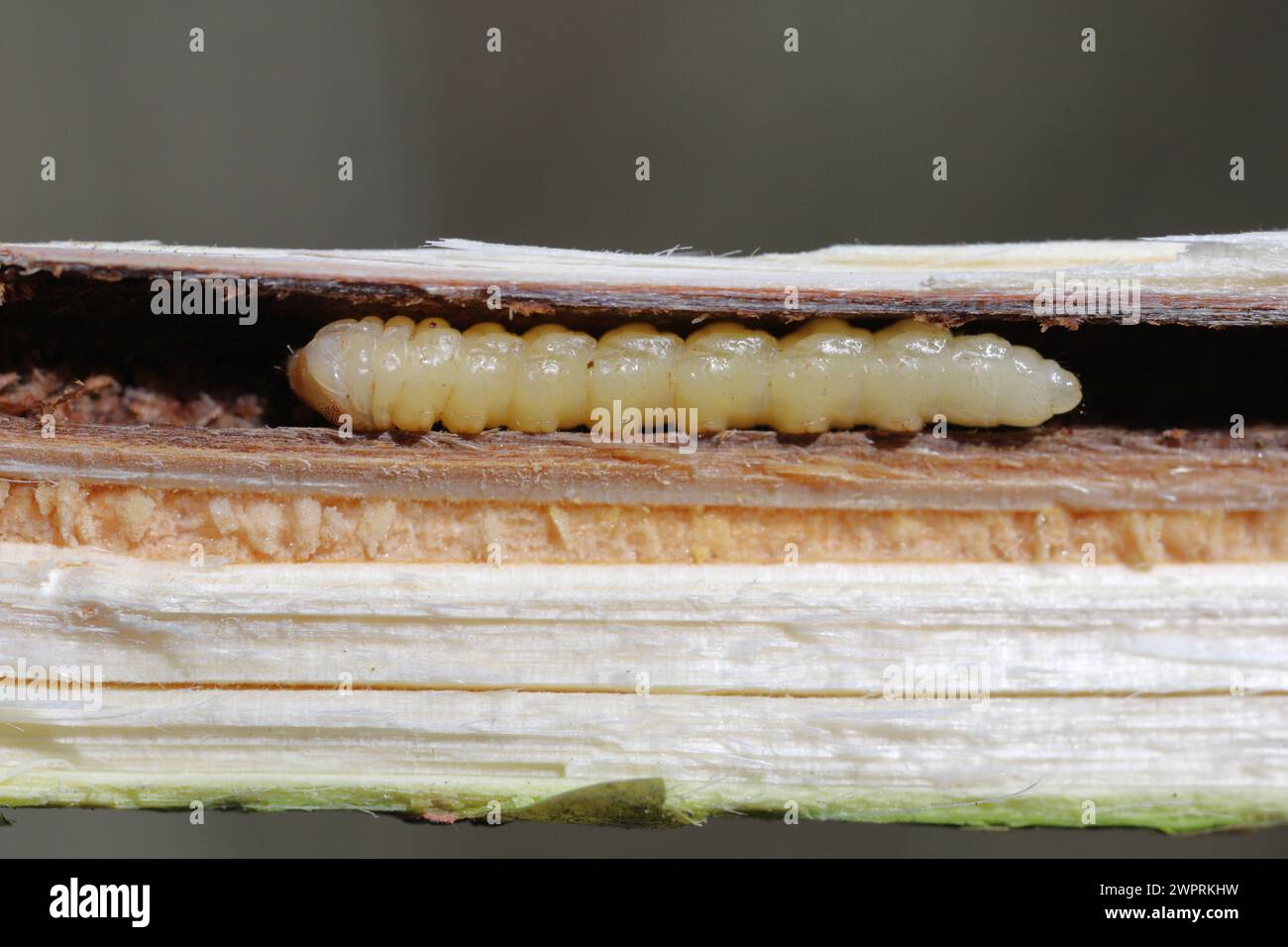 Larva of a longhorn beetle - Oberea oculata in the branch of a willow ...