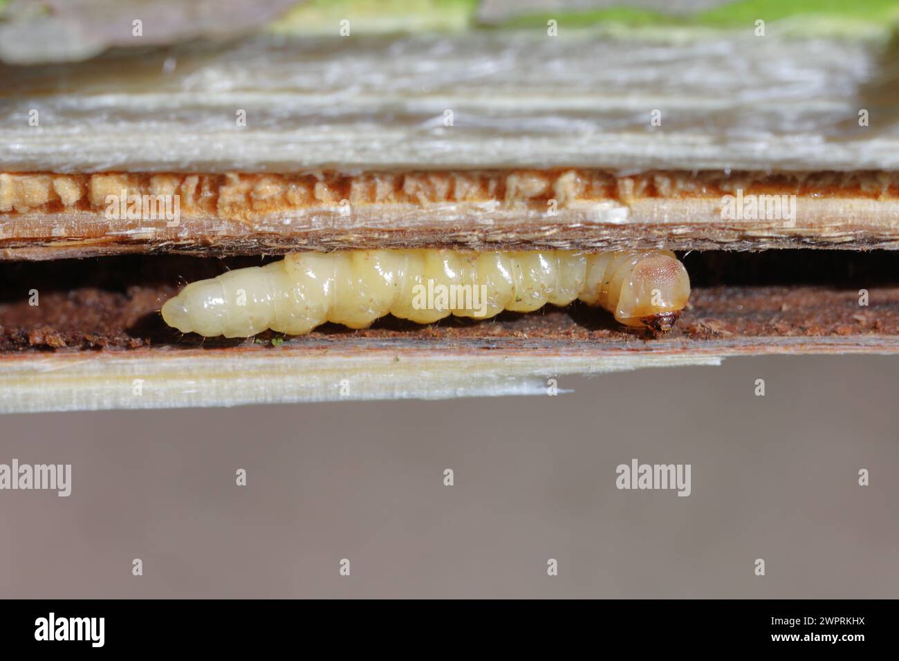Larva of a longhorn beetle - Oberea oculata in the branch of a willow ...
