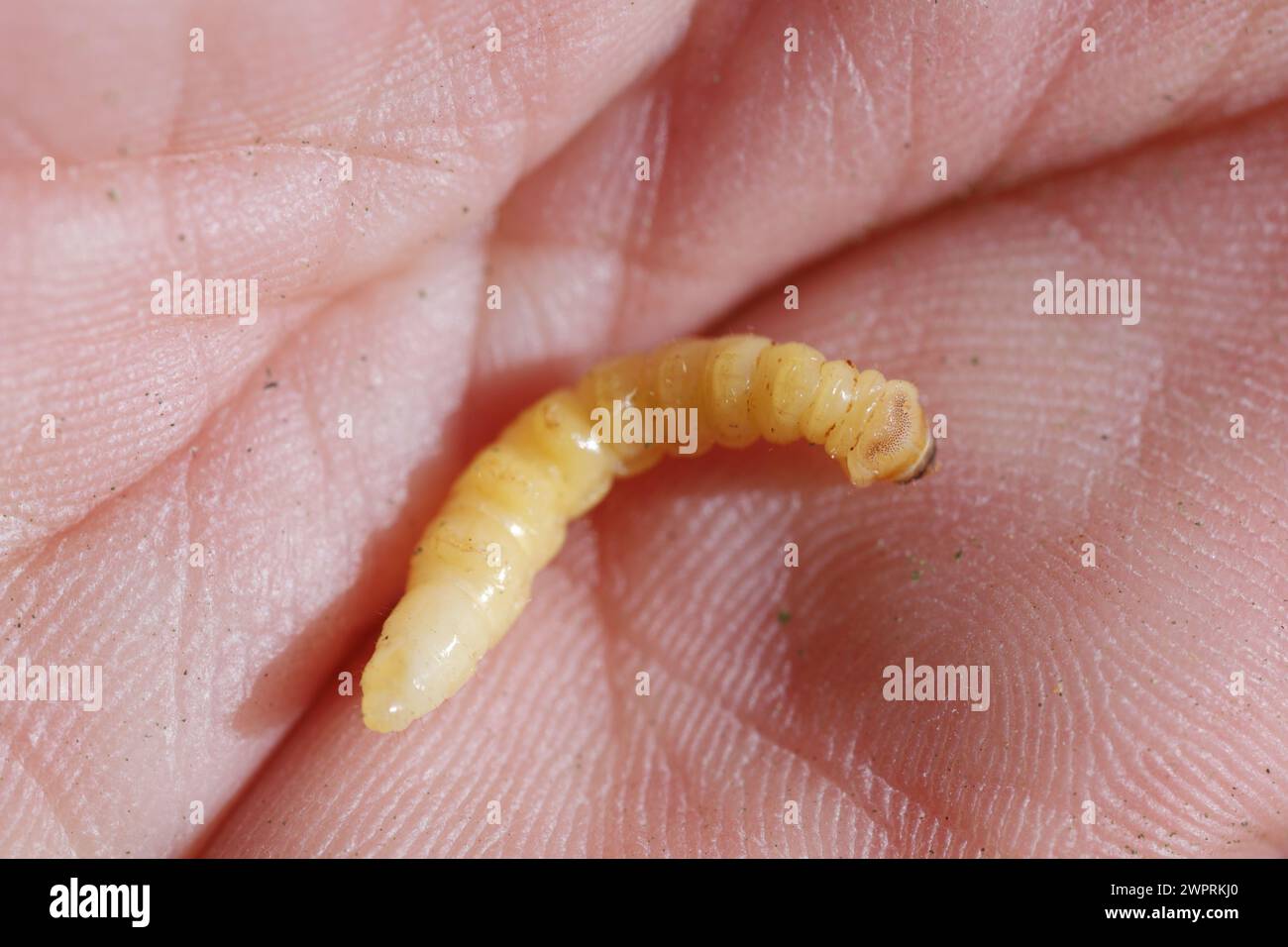 Removed from the place of feeding, development - wood. Insect on the ...