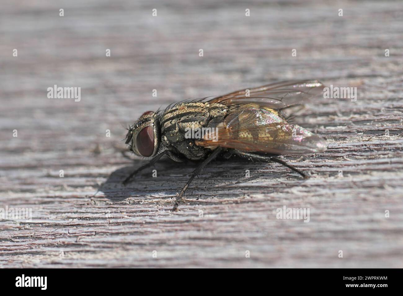 Natural Closeup on a European Musca autumnalis fly , which is a pest of ...