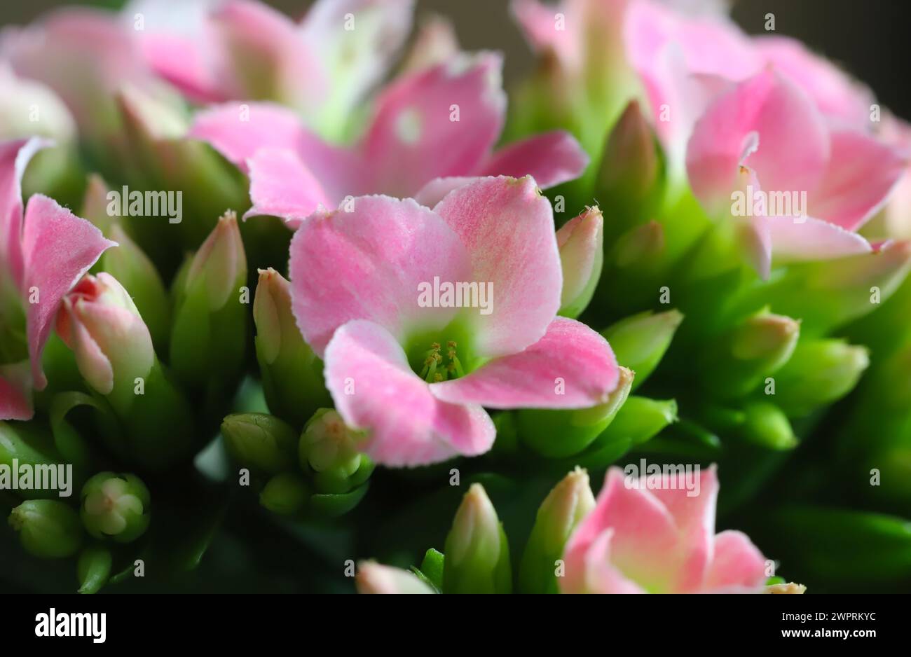 Kalanchoe blossfeldiana plant with pink flowers Stock Photo - Alamy