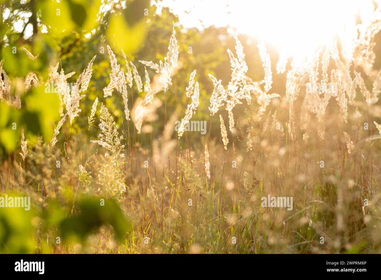 Beautiful background of dry field plants. Back sun due to plants. Field ...