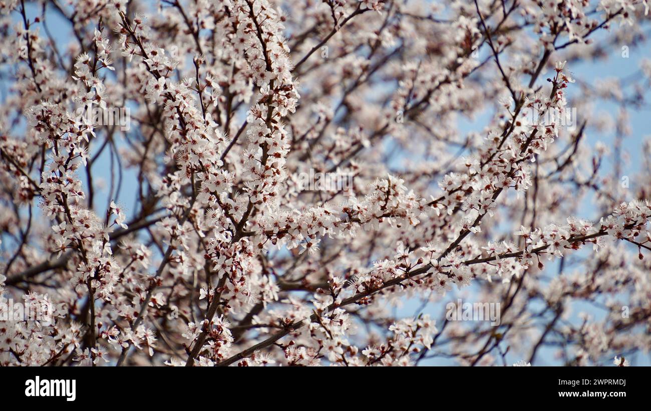 Ornamental plum tree hi-res stock photography and images - Alamy