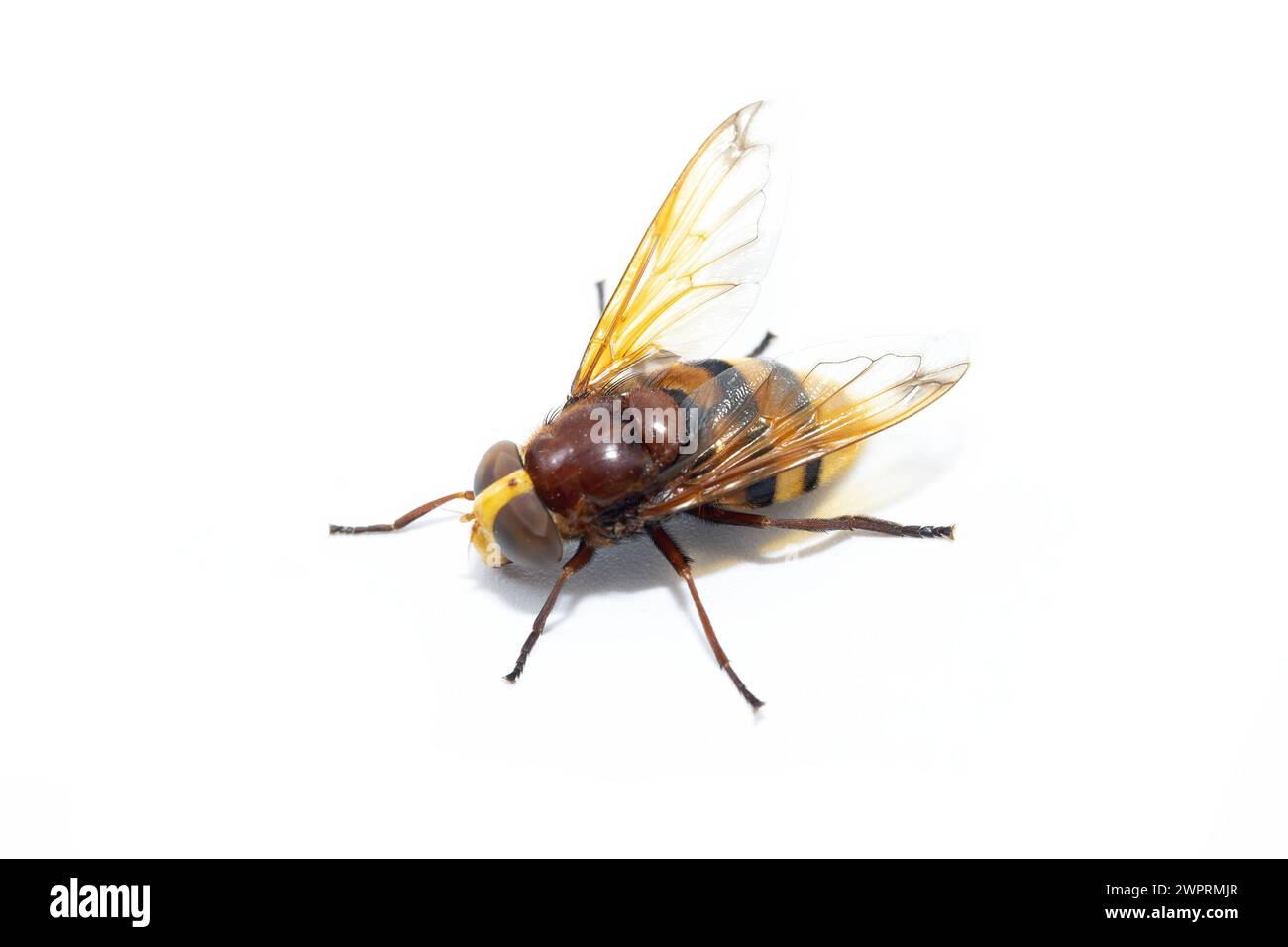 Tabanus, tabano, Hornet mimetic hoverfly, volucella zonaria, studio ...