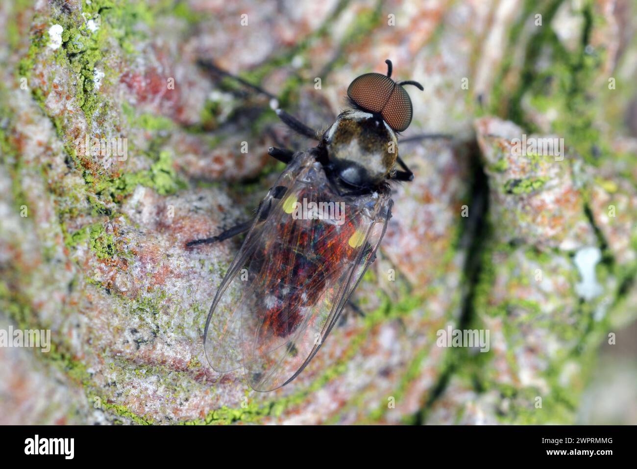 Male of Black fly (Family Simuliidae), extreme close-up with very high ...