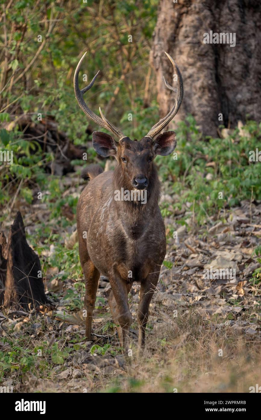 Sambar Deer - Rusa unicolor, large iconic deer from South and Southeast ...