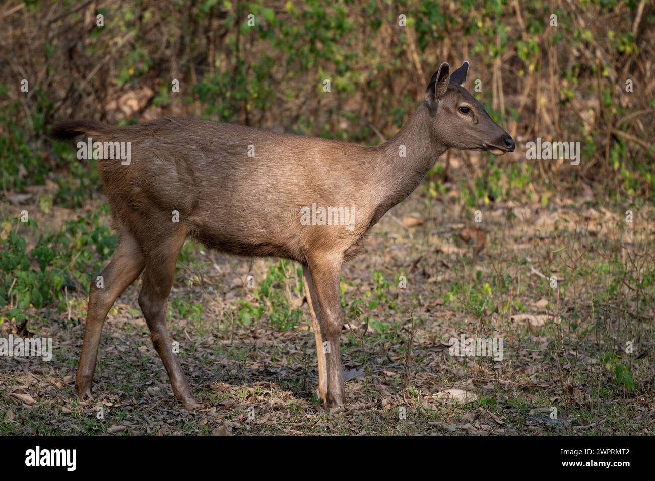 Sambar Deer - Rusa unicolor, large iconic deer from South and Southeast ...
