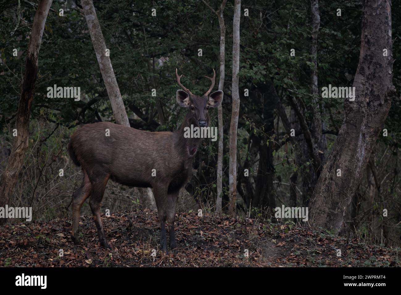 Sambar Deer - Rusa unicolor, large iconic deer from South and Southeast ...