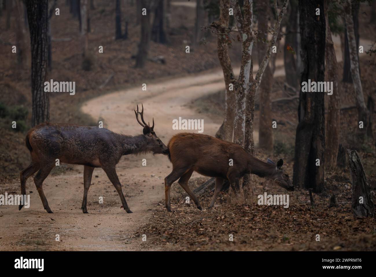 Sambar Deer - Rusa unicolor, large iconic deer from South and Southeast ...