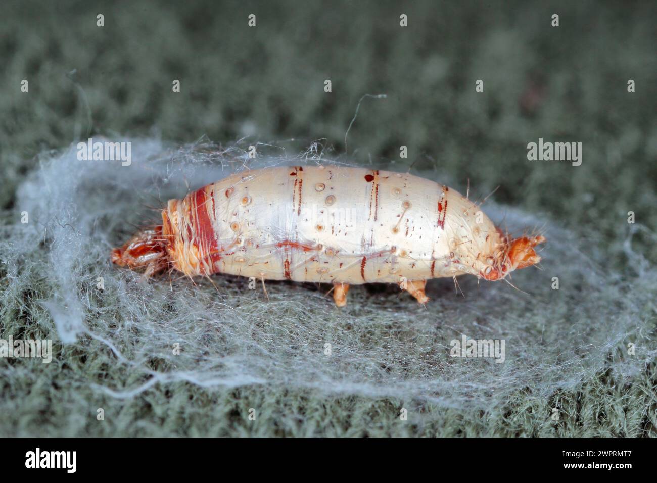 Butterfly, moth caterpillar parasitized and killed by parasitoid ...
