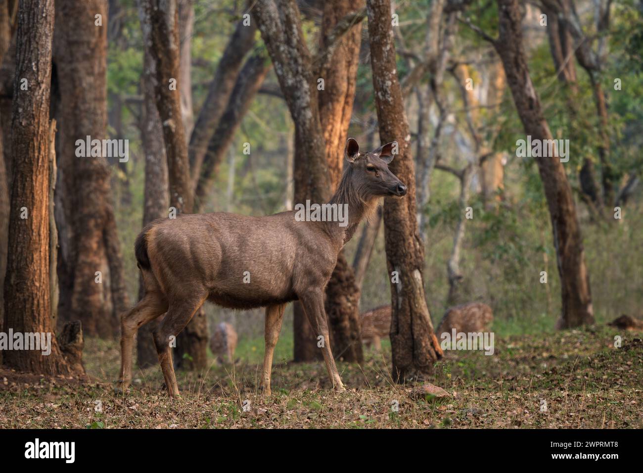 Sambar Deer - Rusa unicolor, large iconic deer from South and Southeast ...