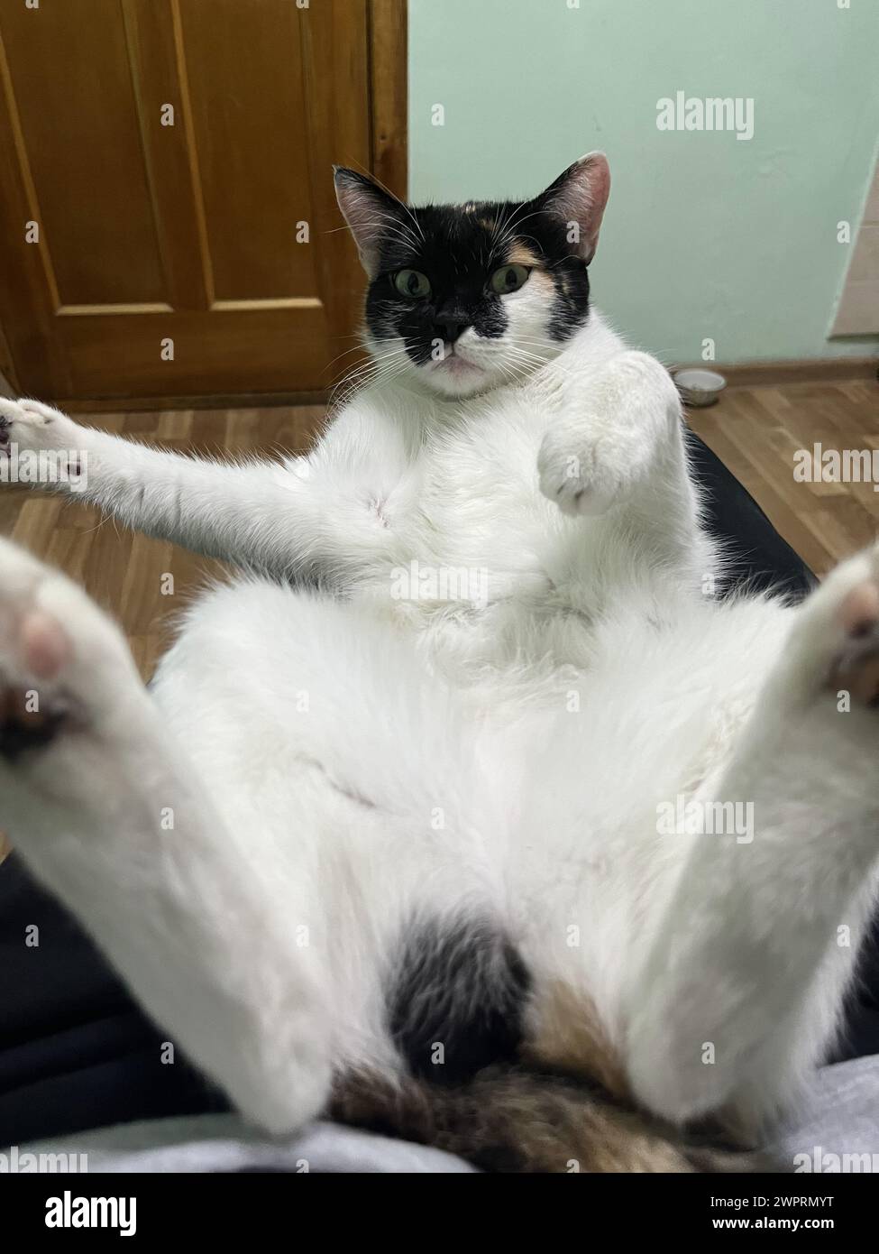 Cat person feet hi-res stock photography and images - Alamy