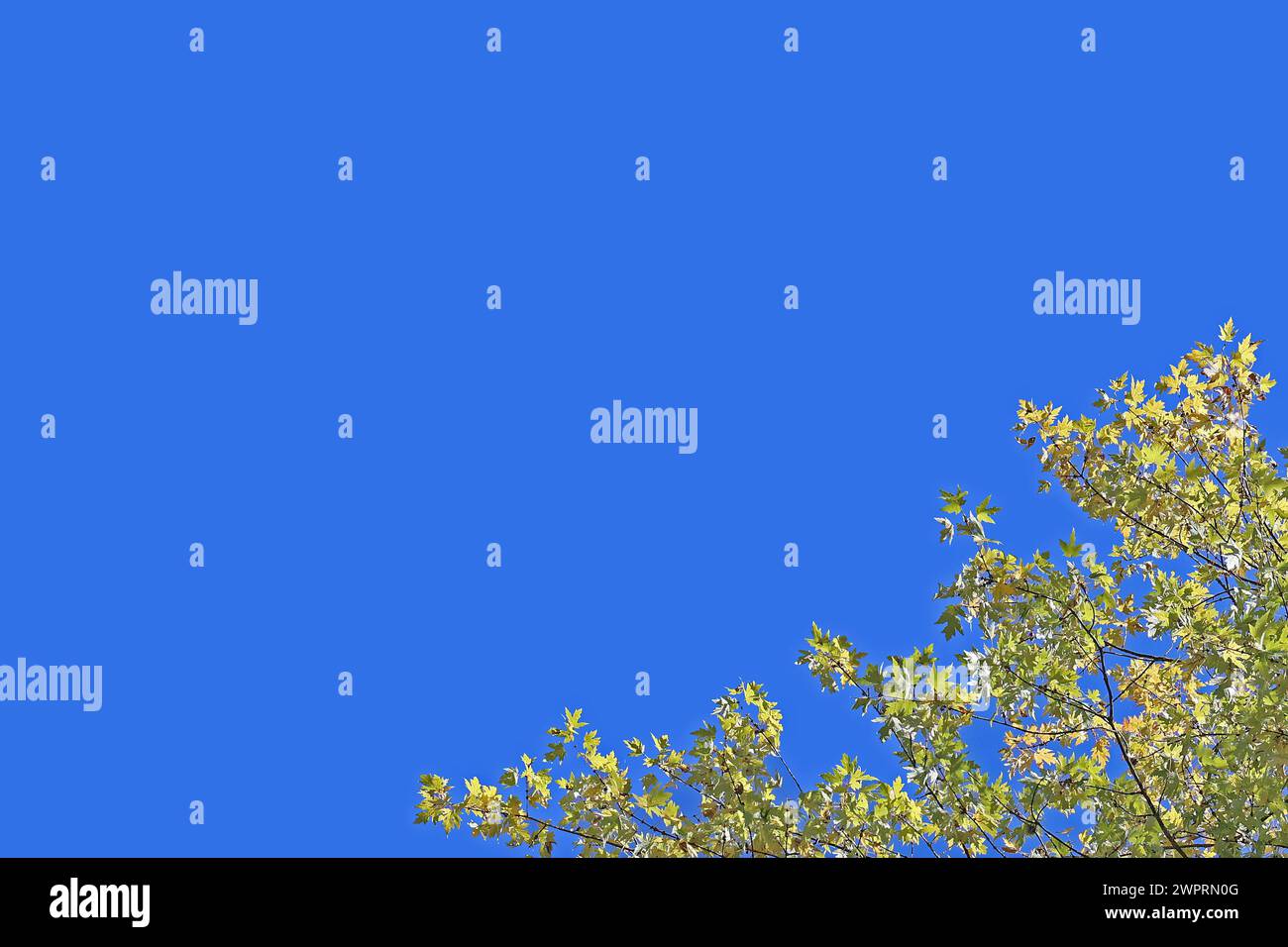 natural background, blue cloudless sky with openwork tree crowns Stock ...