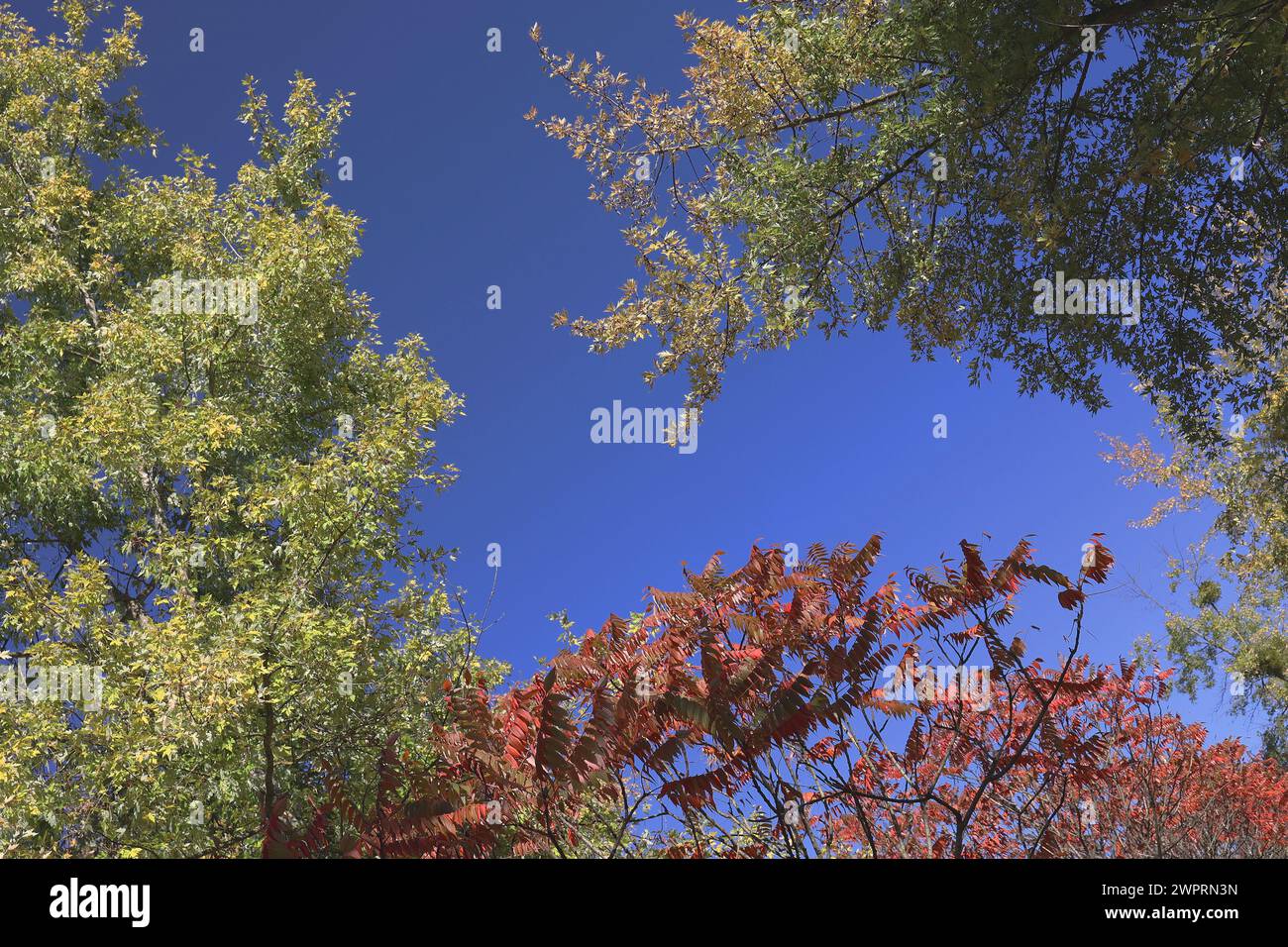natural background, blue cloudless sky with openwork tree crowns Stock ...
