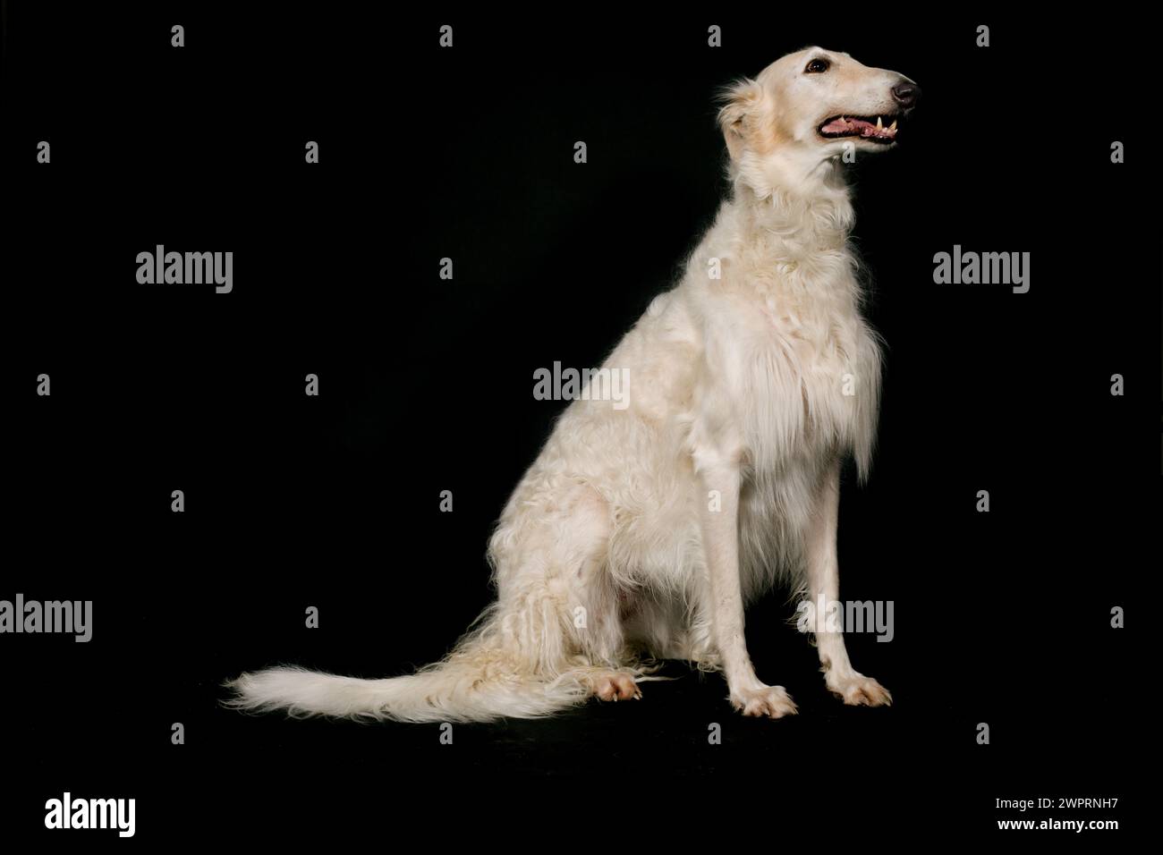Russian greyhound borzoi dog posing sitting for portrait in studio ...