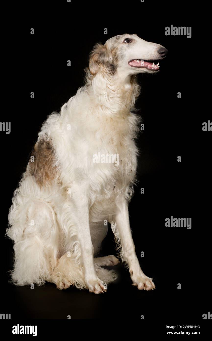 Russian greyhound borzoi dog posing sitting for portrait in studio ...