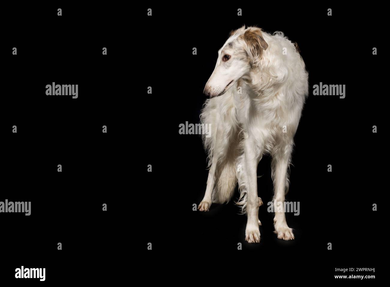 Russian greyhound hi-res stock photography and images - Alamy