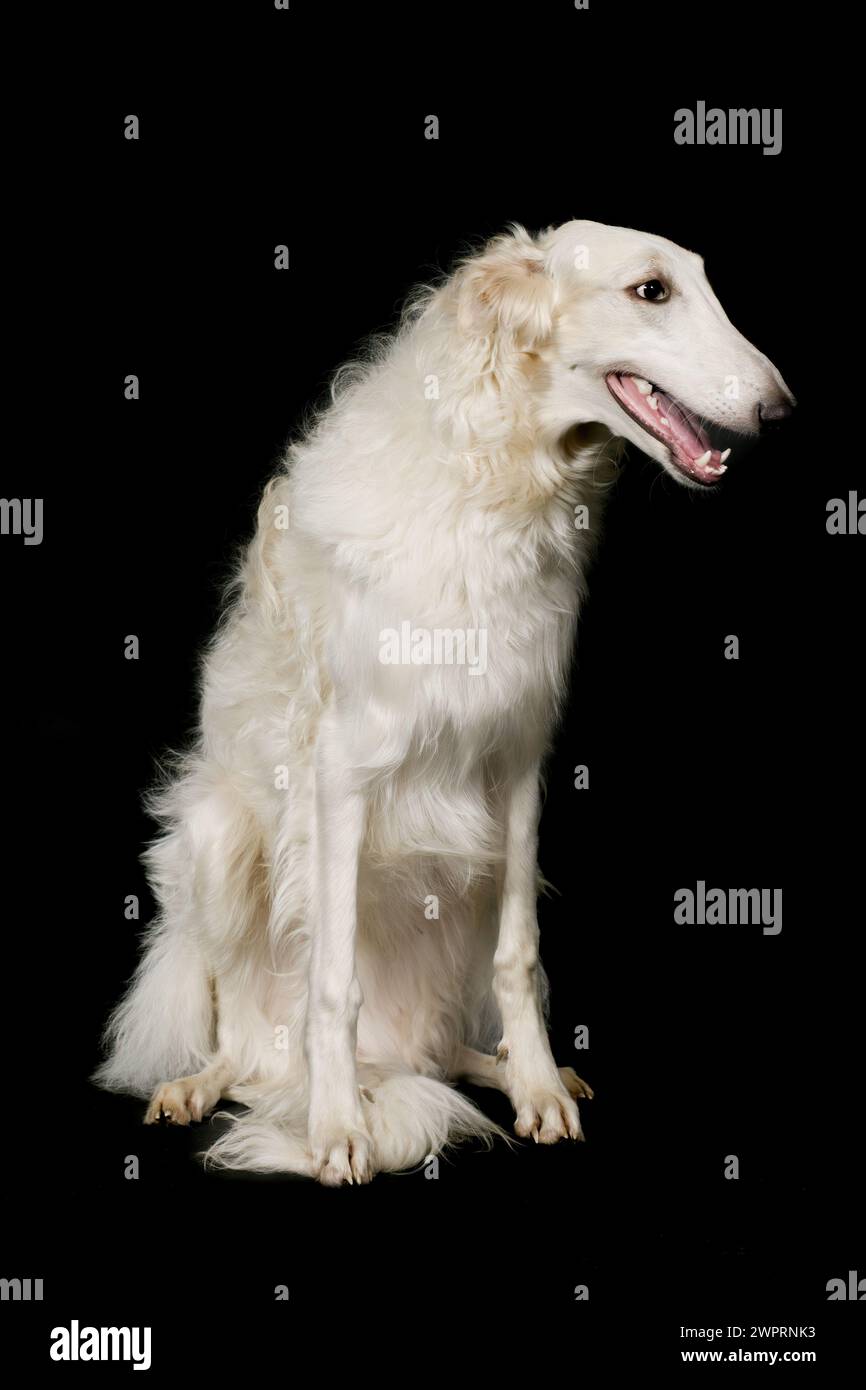 Russian greyhound hi-res stock photography and images - Alamy