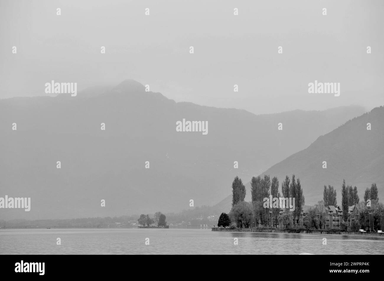Pine Trees, Dal Lake, Srinagar, Kashmir, Jammu and Kashmir, India, Asia ...