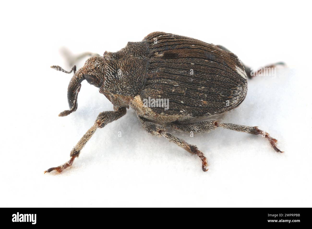 Stenocarus hi-res stock photography and images - Alamy