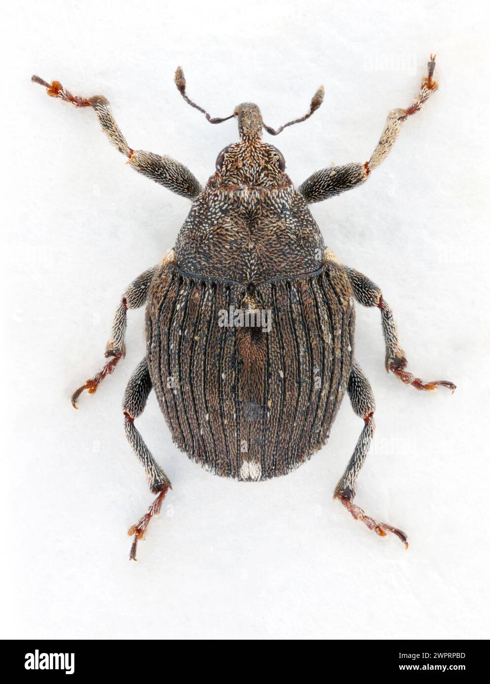Poppy root weevil (Stenocarus ruficornis) - one of the most significant ...