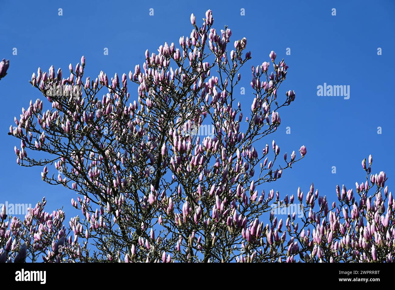 Cologne, Germany. 06th Mar, 2024. Blossoms of a tulip magnolia tree ...