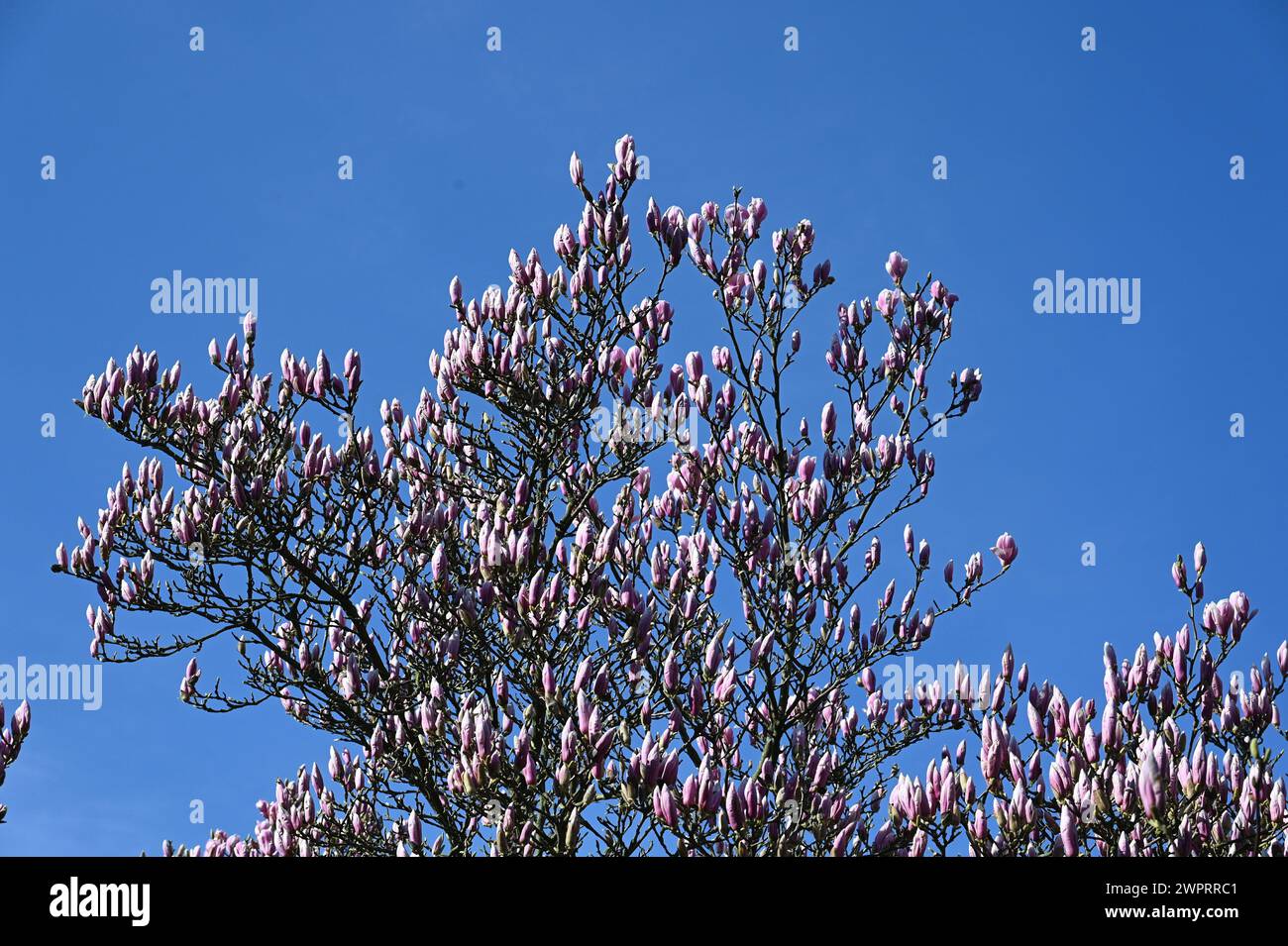 Cologne, Germany. 06th Mar, 2024. Blossoms of a tulip magnolia tree ...