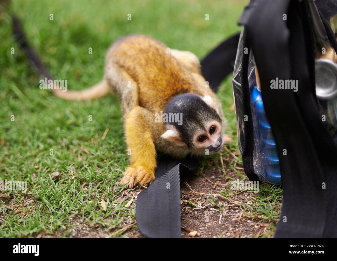 Monkey, outdoor and grass in nature at zoo sanctuary for rehabilitation ...