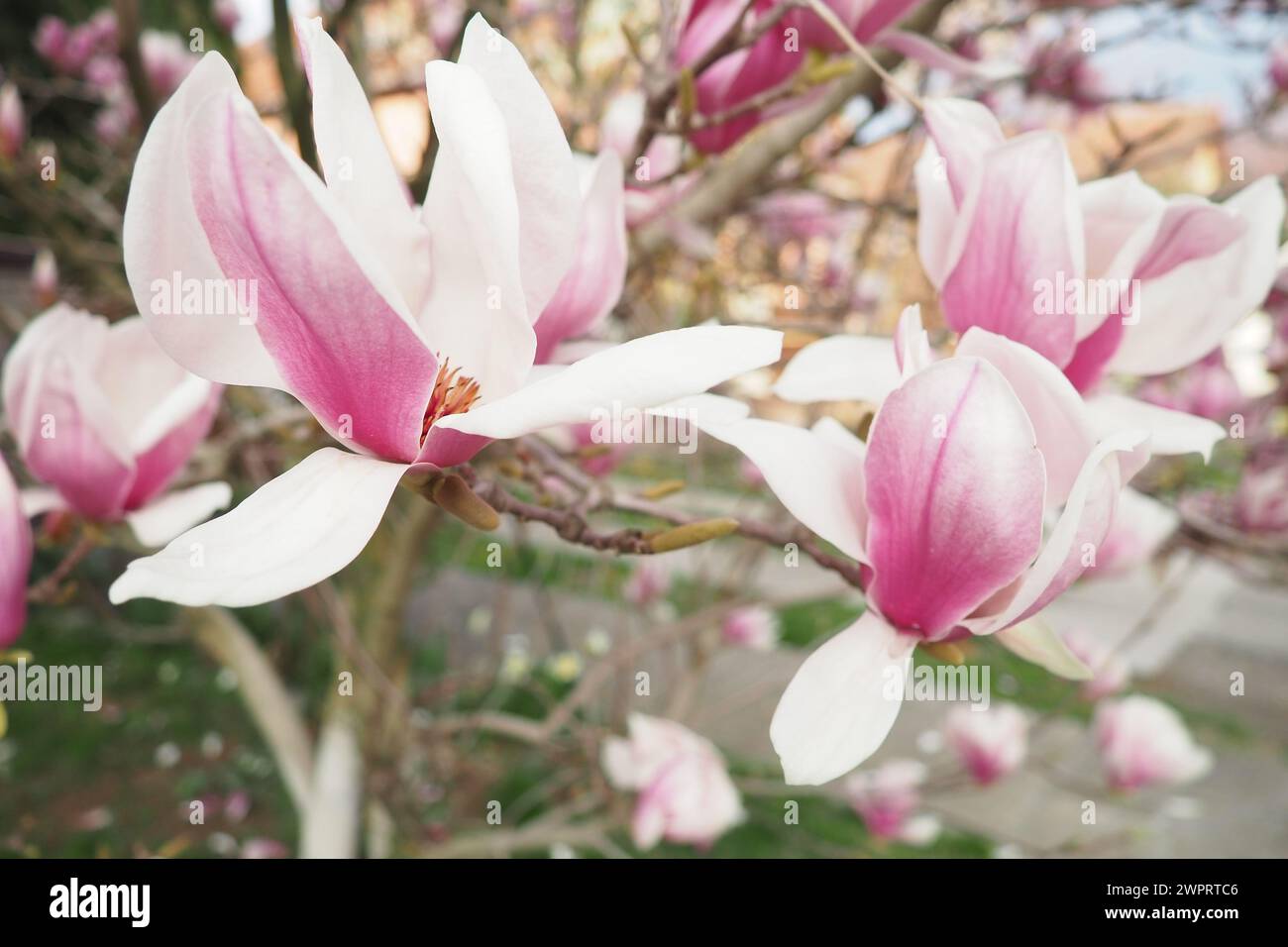 Magnolia is a large genus of flowering plant species in subfamily ...