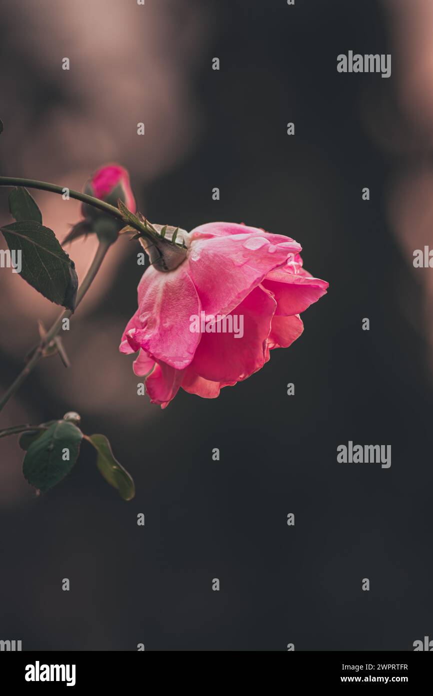 Rainy day backyard hi-res stock photography and images - Alamy