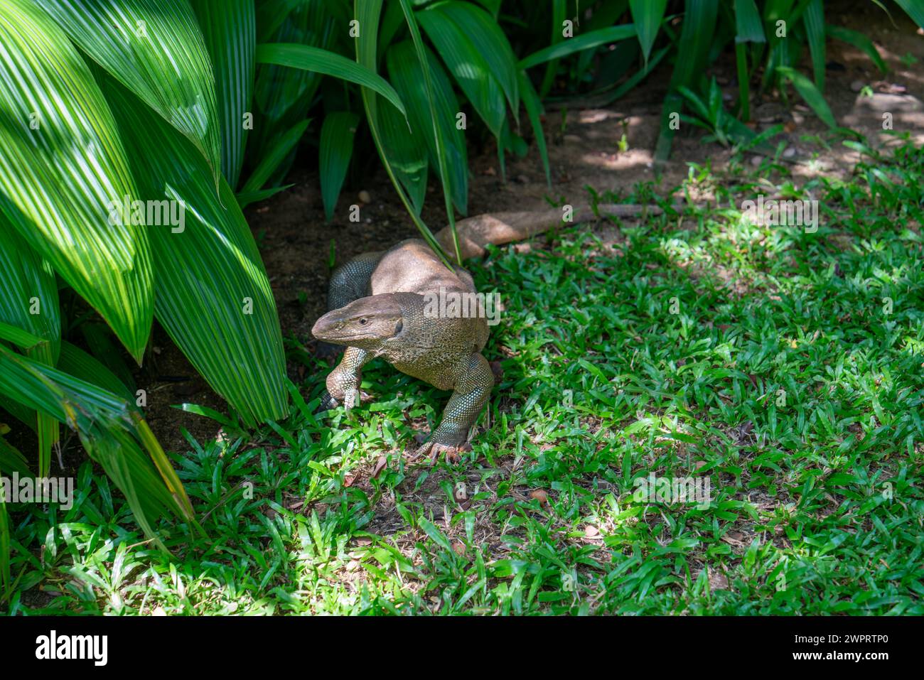 A Bengal monitor lizard (Varanus bengalensis) crawls on the grass ...