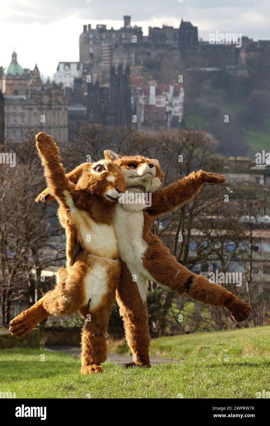 With a backdrop of Edinburgh Castle and the Scottish Parliament a fox ...