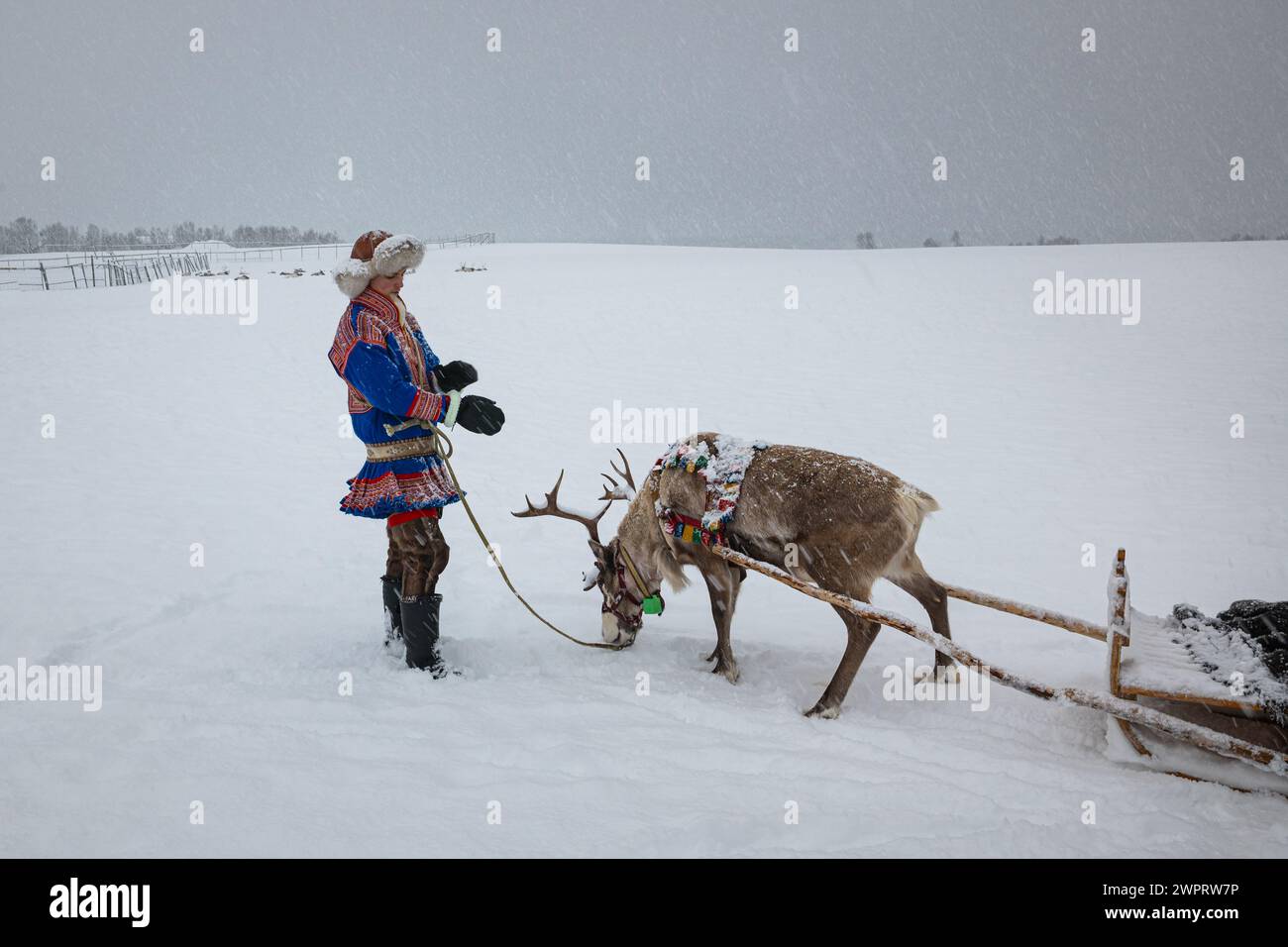 Woman in traditional Saami costume with reindeer sleigh in the arctic ...