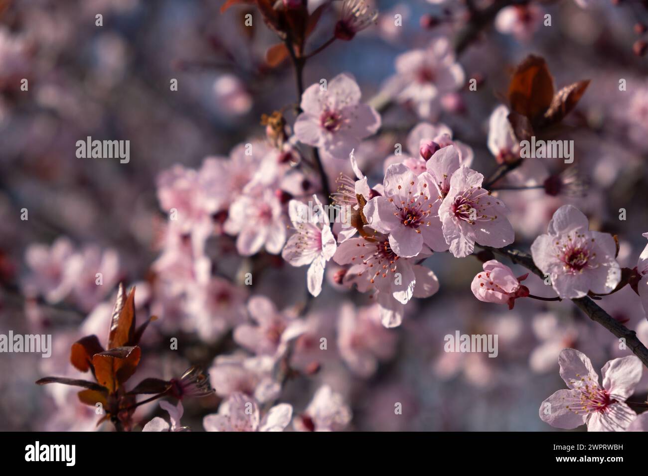 Beautiful spring pink cherry plum blossom background. Abstract pastel ...