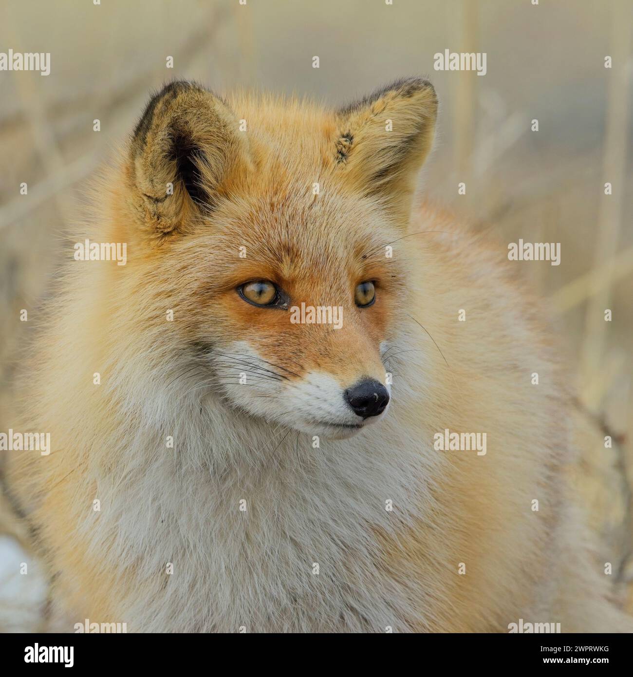 A wild Red Fox (Vulpes vulpes) in Hokkaido, Japan Stock Photo - Alamy