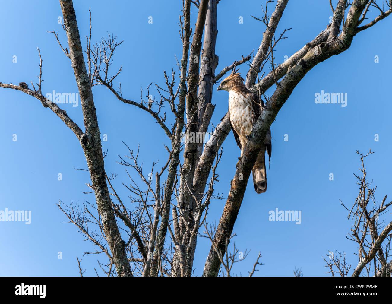 A Changeable Hawk-Eagle (Nisaetus cirrhatus ceylanensis) stands on a ...