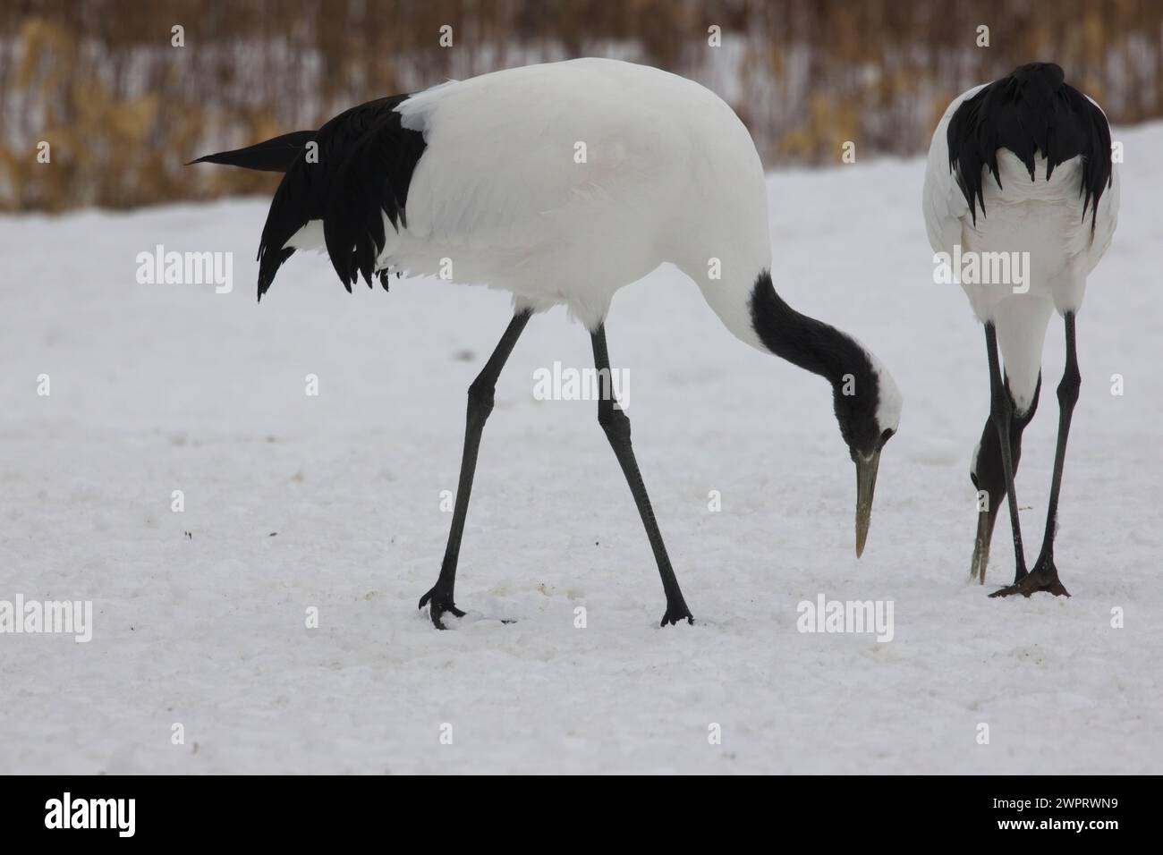 Red crowned crane japan light hi-res stock photography and images - Alamy